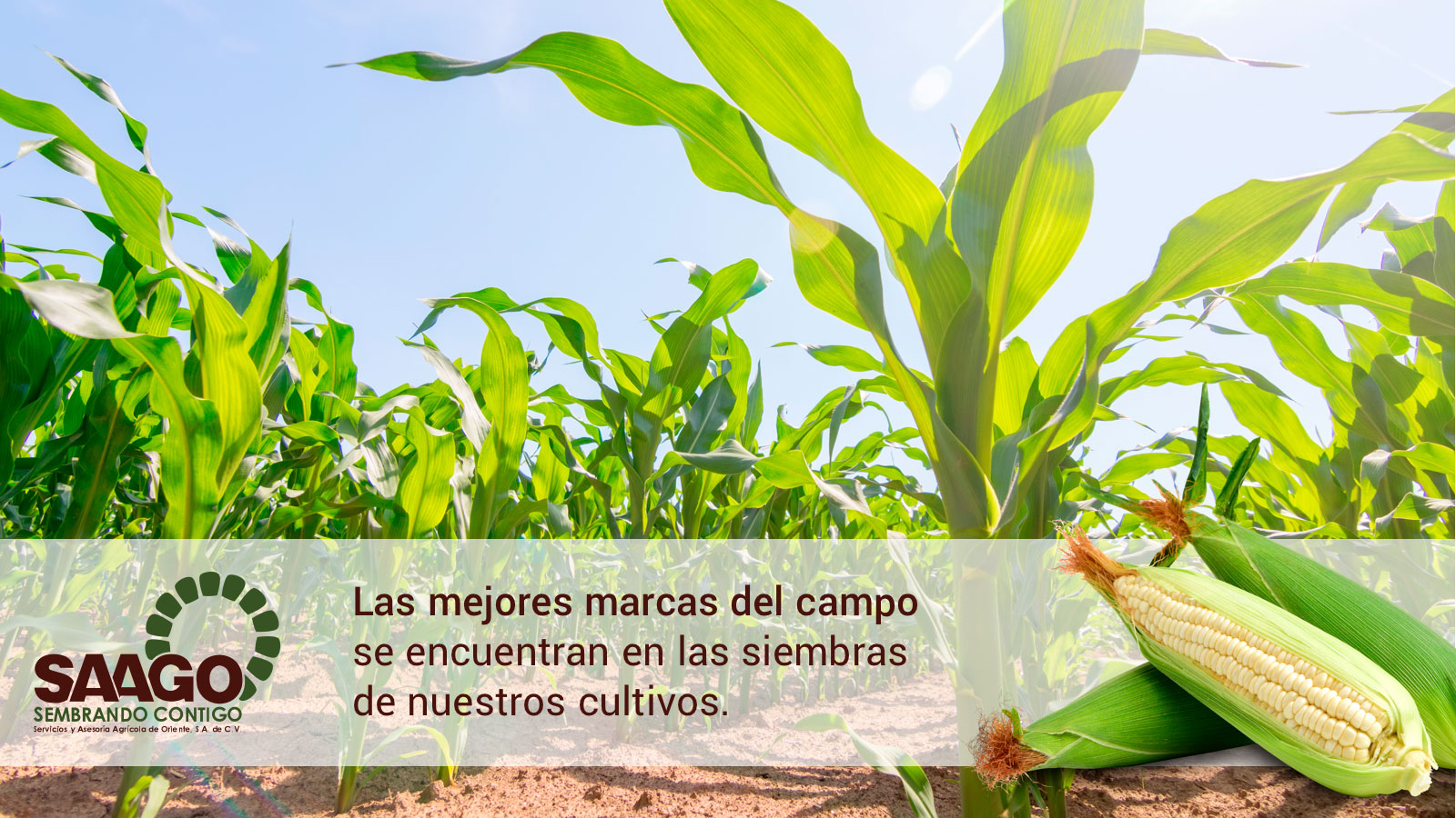 Saago · Sembrando contigo