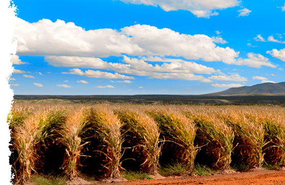 Saago · Sembrando contigo