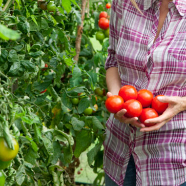 Saago · Sembrando contigo