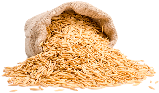 Saago · Sembrando contigo